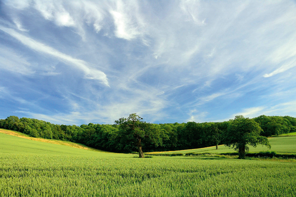 Kaslik Workshop | Background Sky Grass Gazon