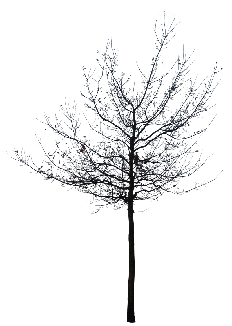 Kaslik Workshop | Leafless Tree Silhouette Front