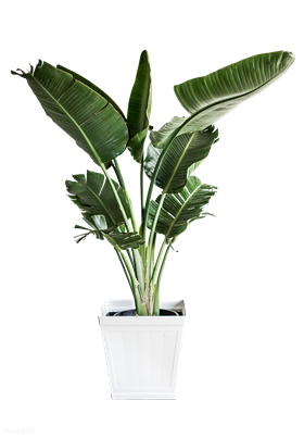 Kaslik Workshop | Plants 2D Model