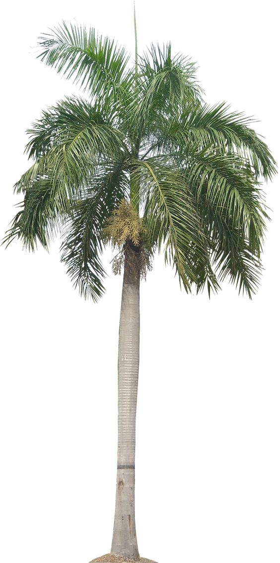 Kaslik Workshop | Palm Tree Model